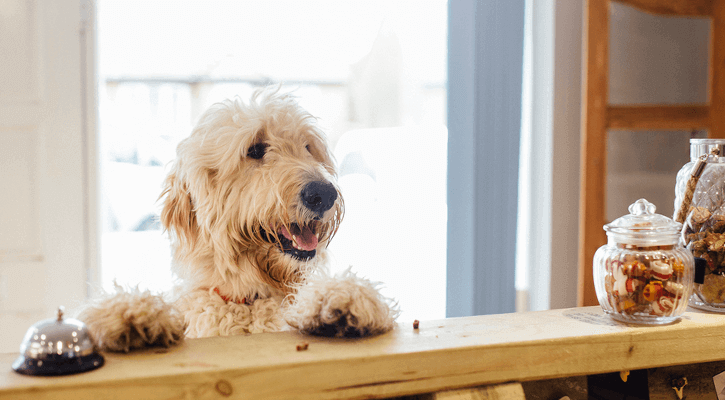 Hospital Tour Of Gateway Animal Hospital